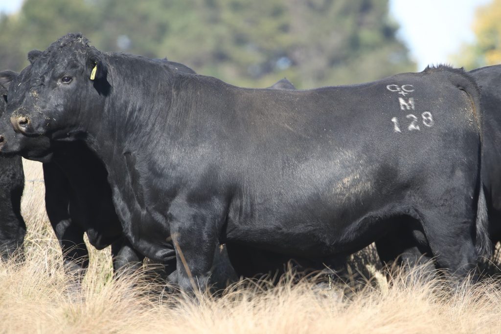 Part 4 - Bull Purchase Guide - Dulverton Angus Stud
