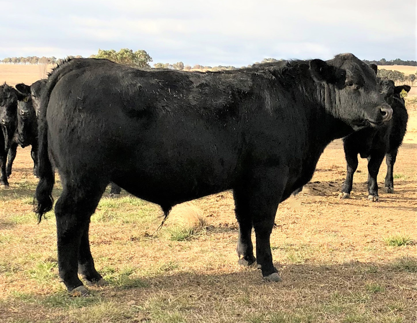 Part 3 - Bull Purchase Guide - Dulverton Angus Stud