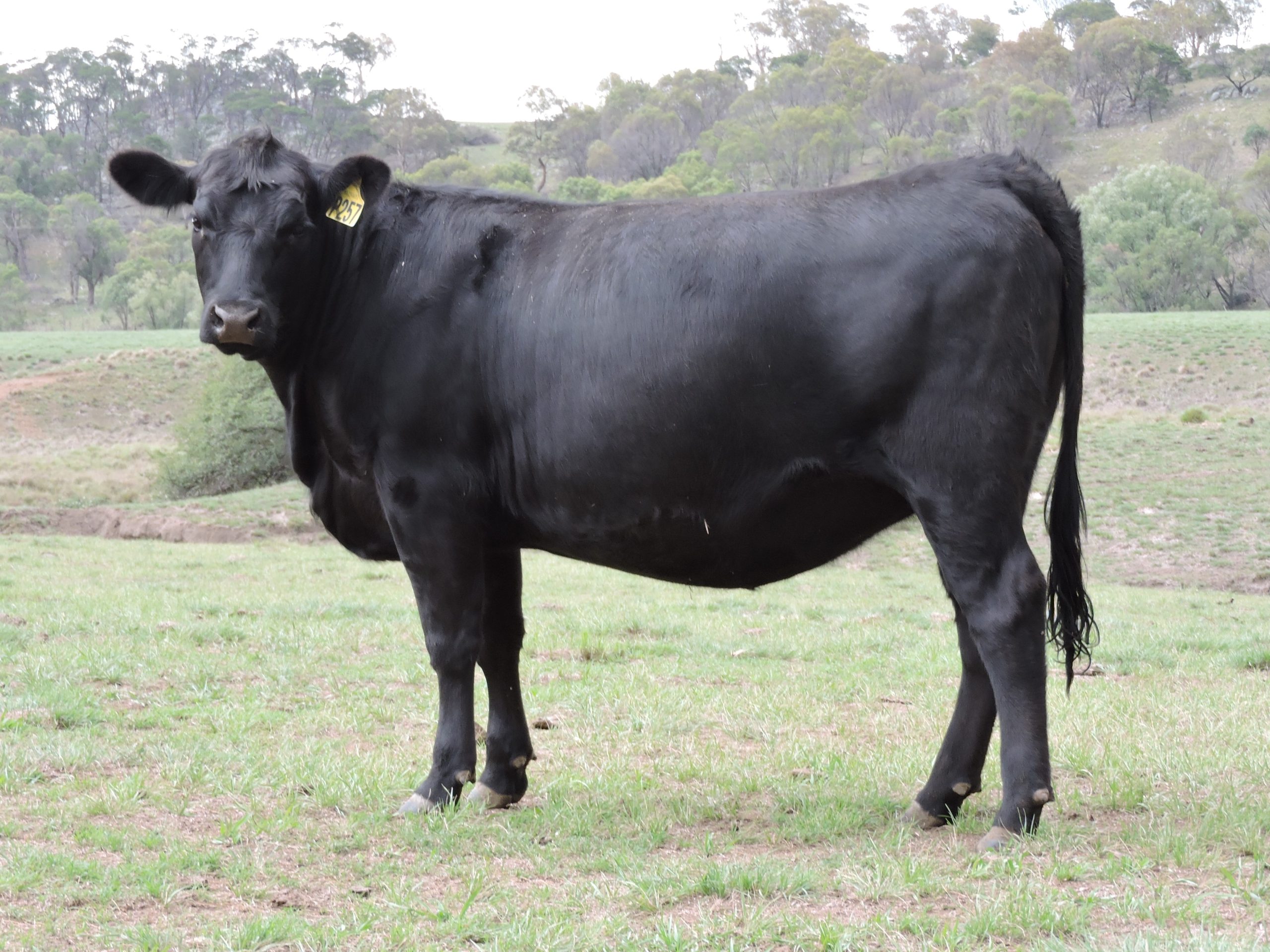 P257DSCN3347-2-2 - Dulverton Angus Stud