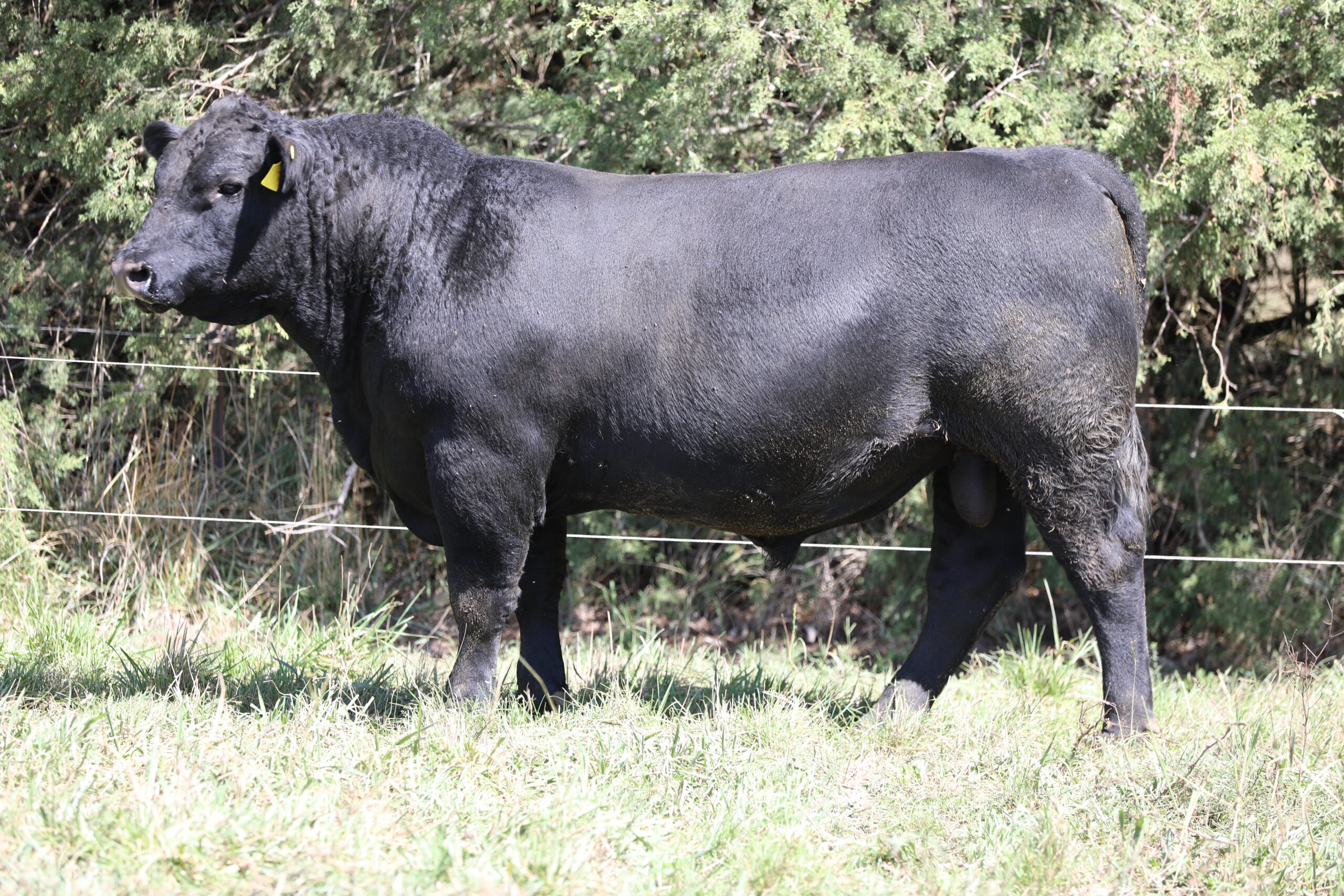 Bull Sale 2024 - Dulverton Angus Stud