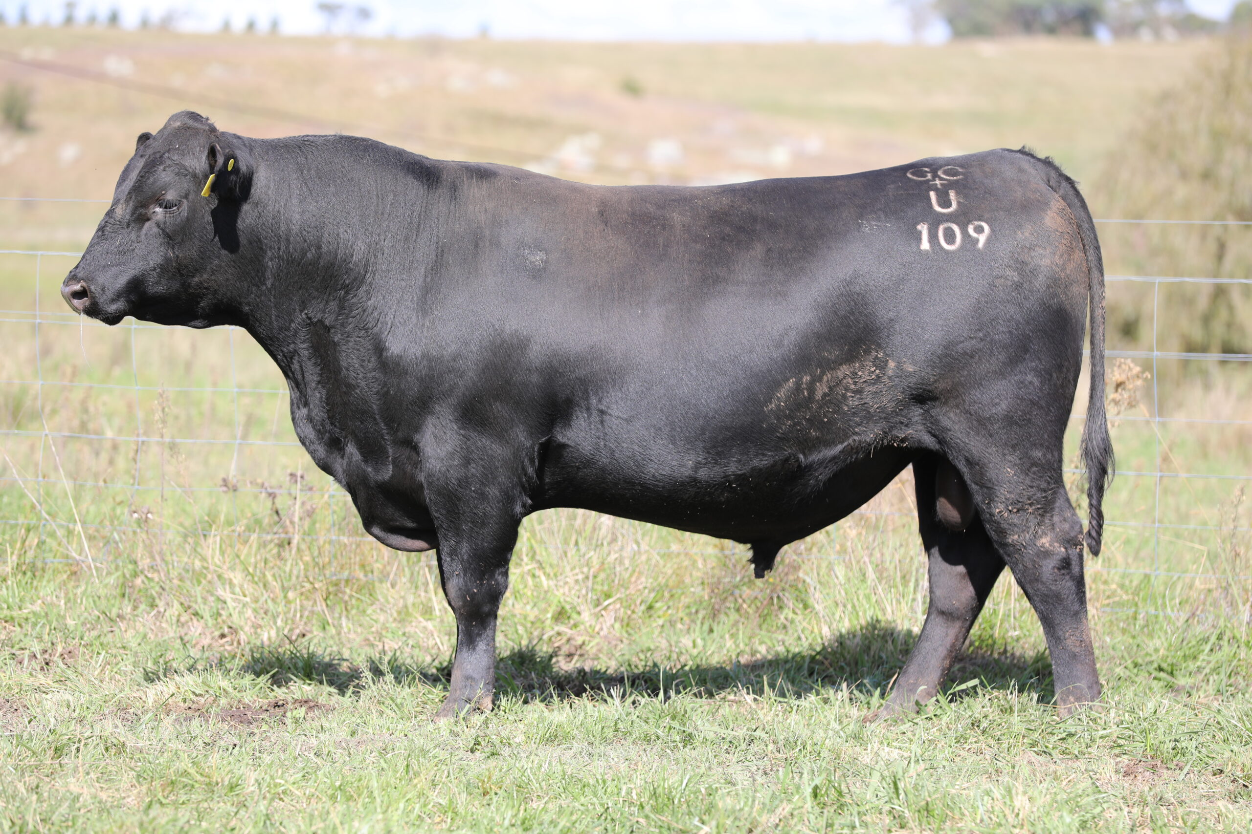 WHY RETAIN TEN YEAR OLD and OLDER COWS? - Dulverton Angus Stud